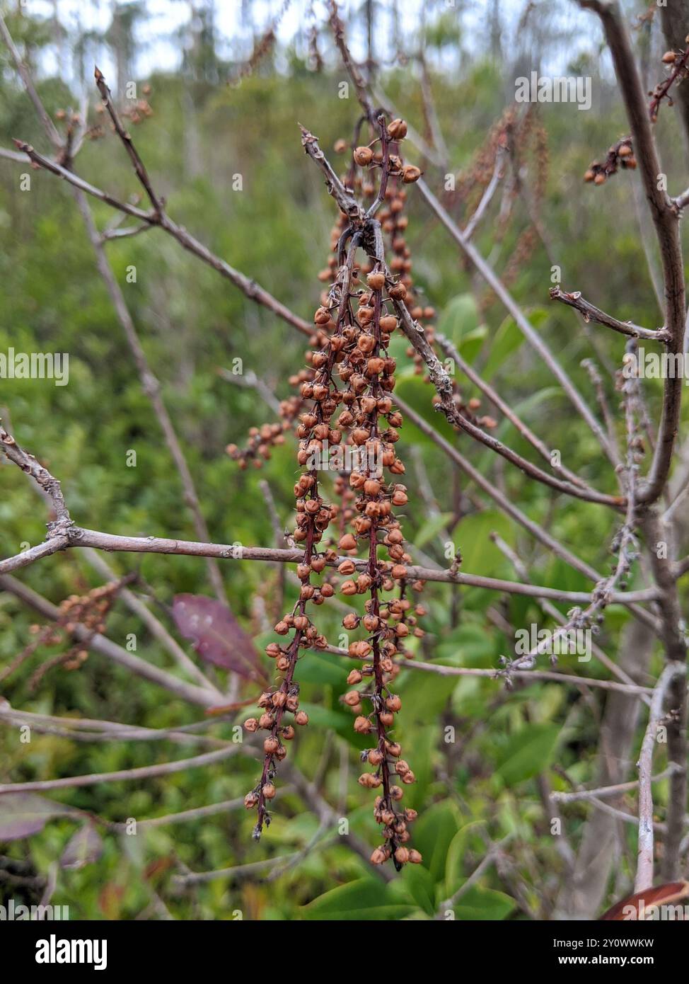Swamp titi (Cyrilla racemiflora) Plantae Stock Photo - Alamy