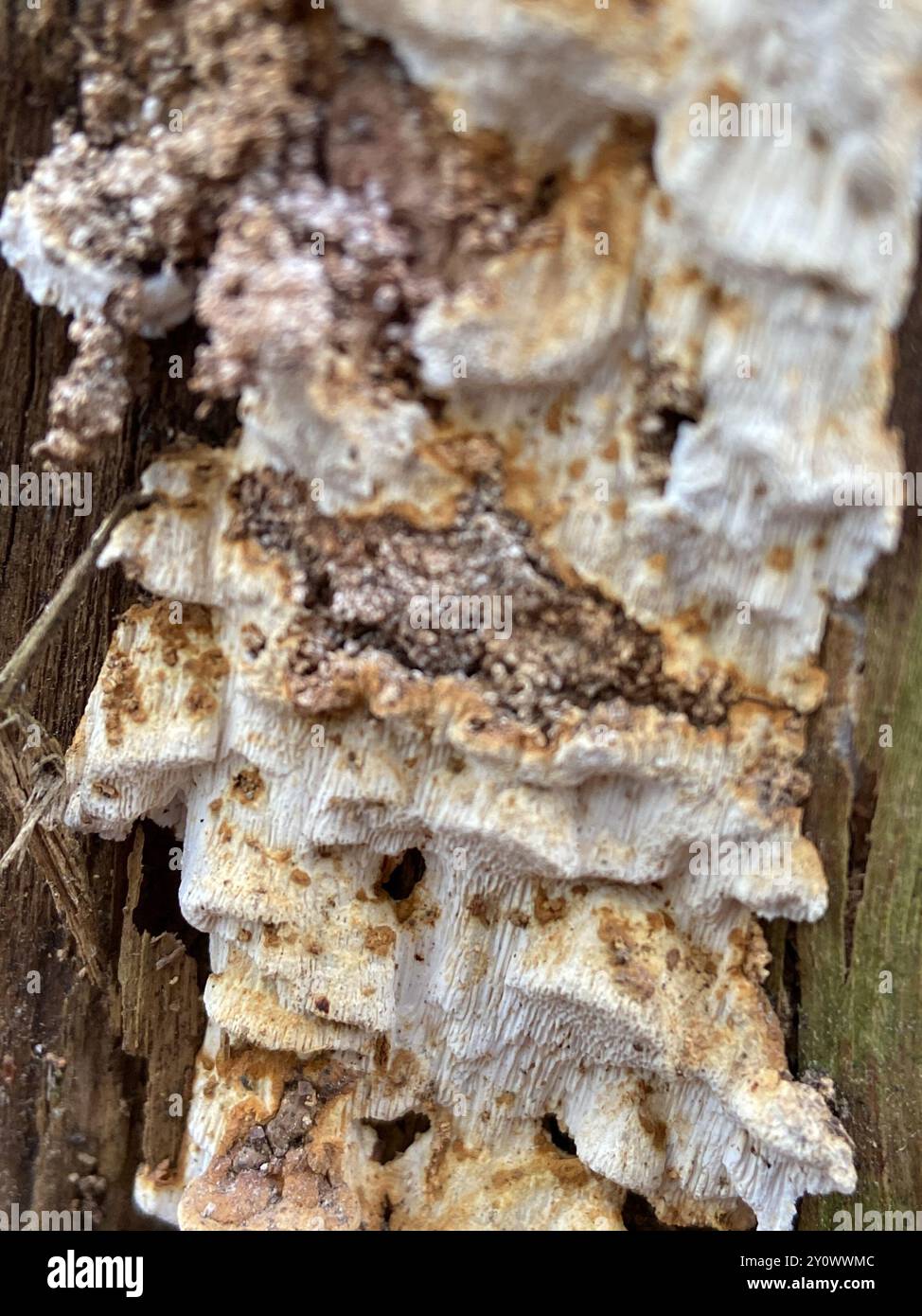 Trembling Crust (Merulius tremellosus) Fungi Stock Photo - Alamy