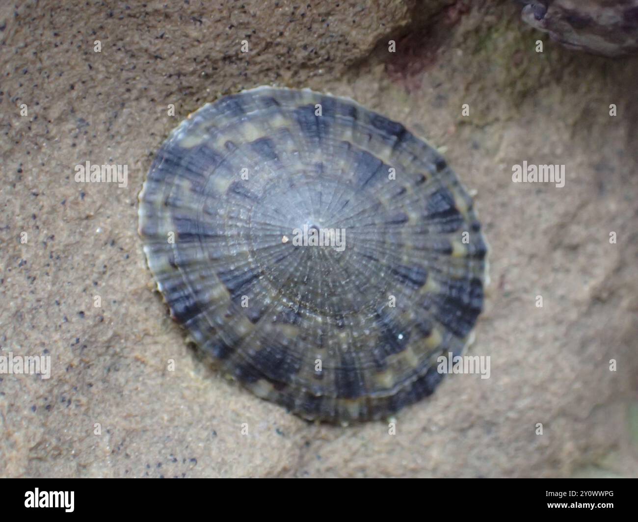 (Cellana toreuma) Mollusca Stock Photo - Alamy