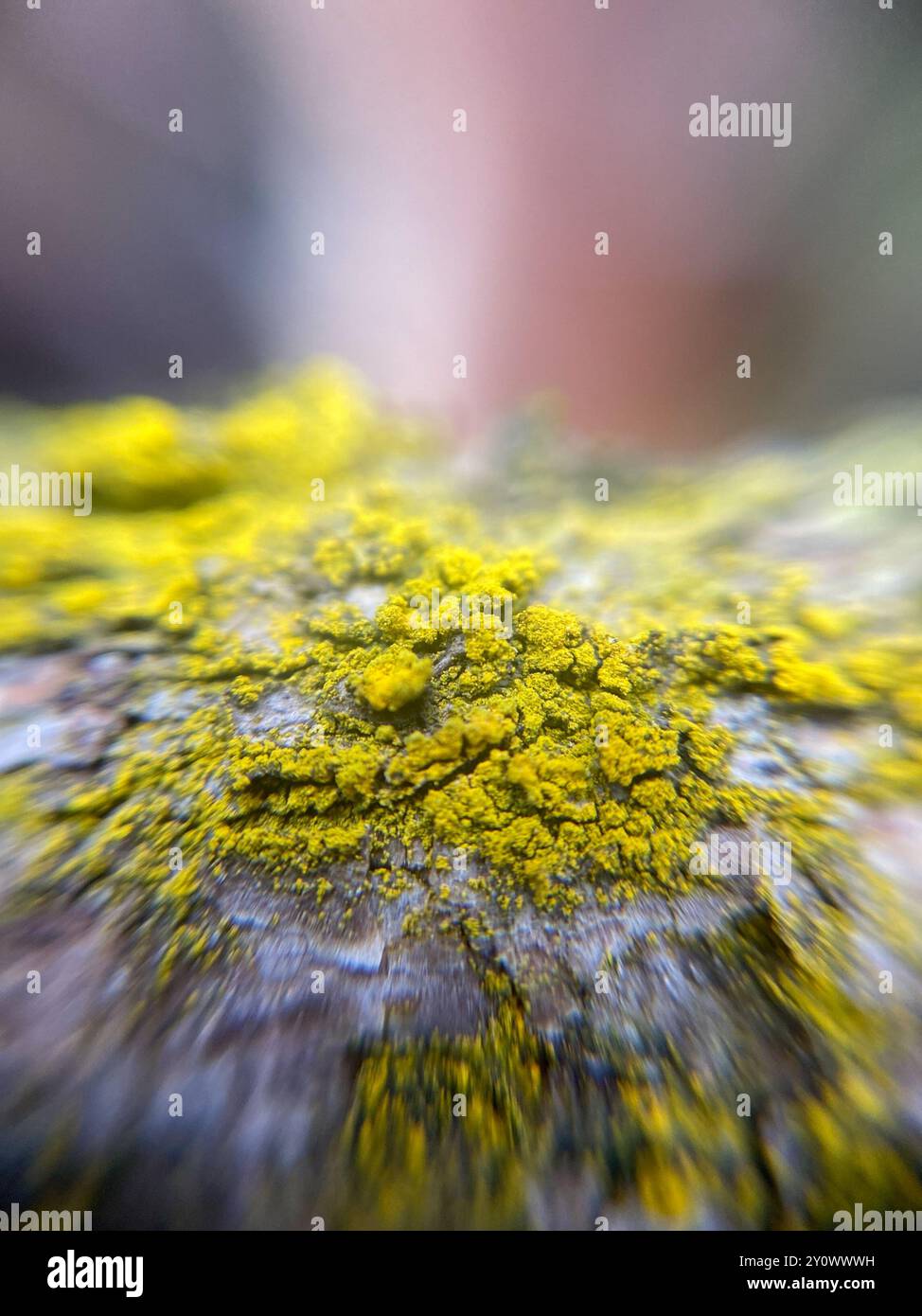 Granular Goldspeck Lichen (Candelariella xanthostigma) Fungi Stock ...