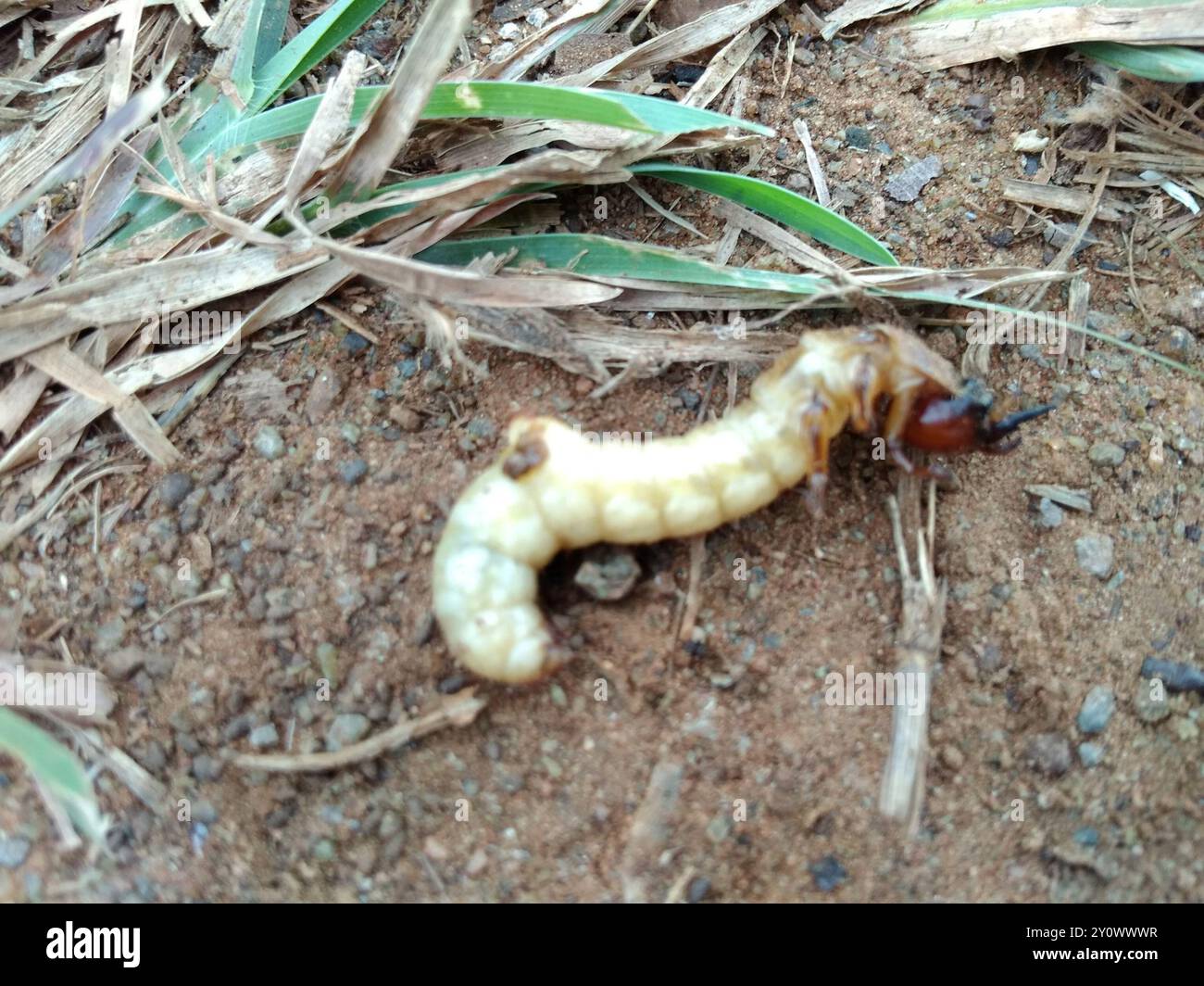 Monster Tiger Beetles (Manticora) Insecta Stock Photo - Alamy