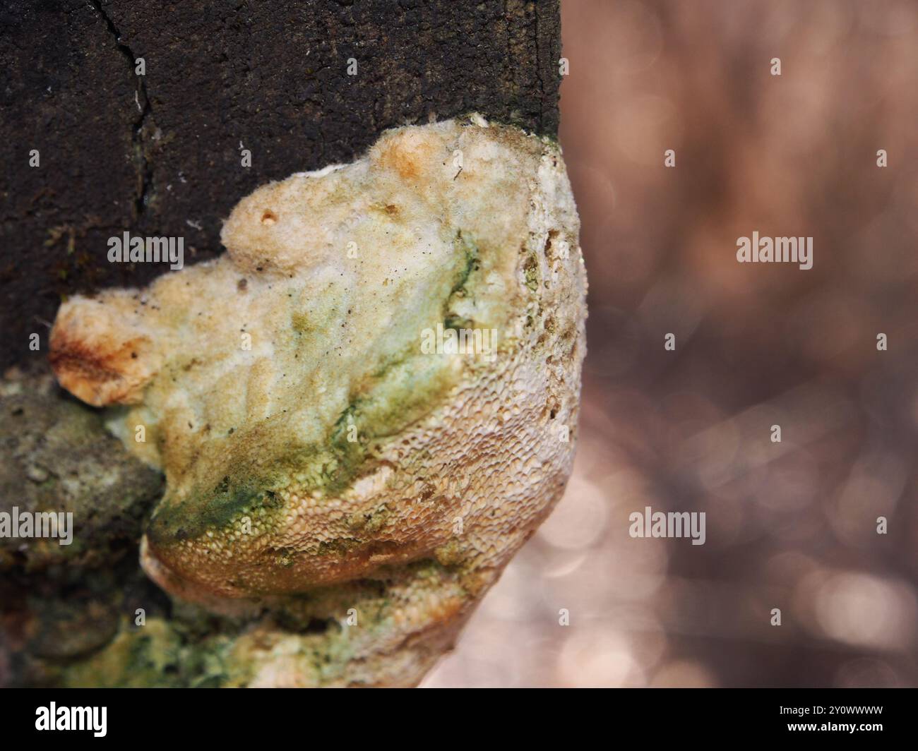 Basidiomycete Fungi (Basidiomycota) Fungi Stock Photo - Alamy