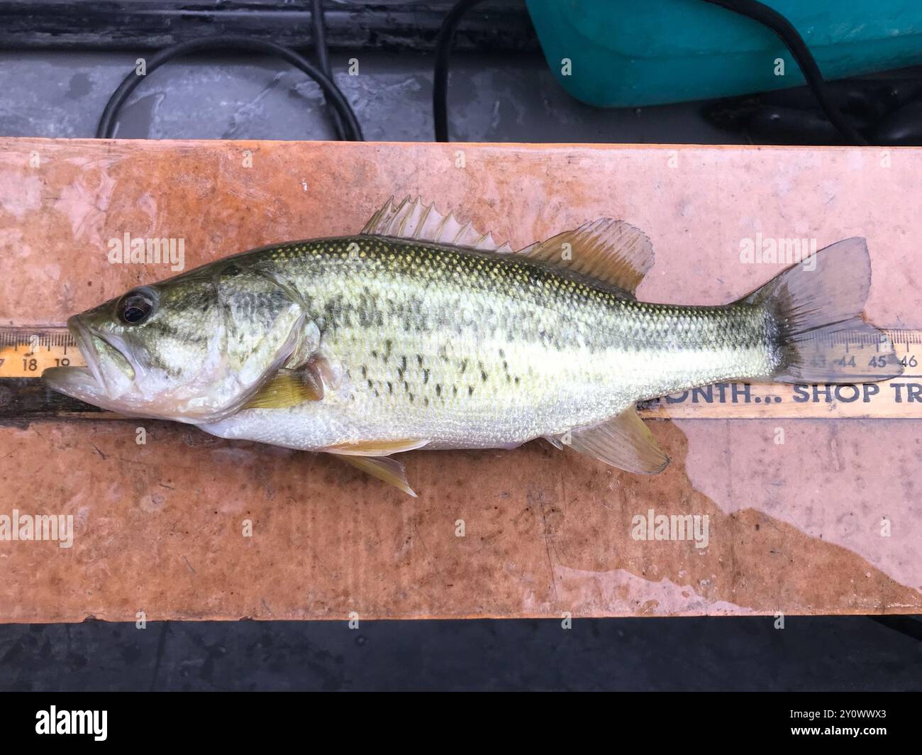 Largemouth Bass (Micropterus nigricans) Actinopterygii Stock Photo - Alamy