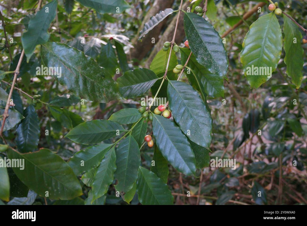 Coffee (Coffea arabica) Plantae Stock Photo - Alamy