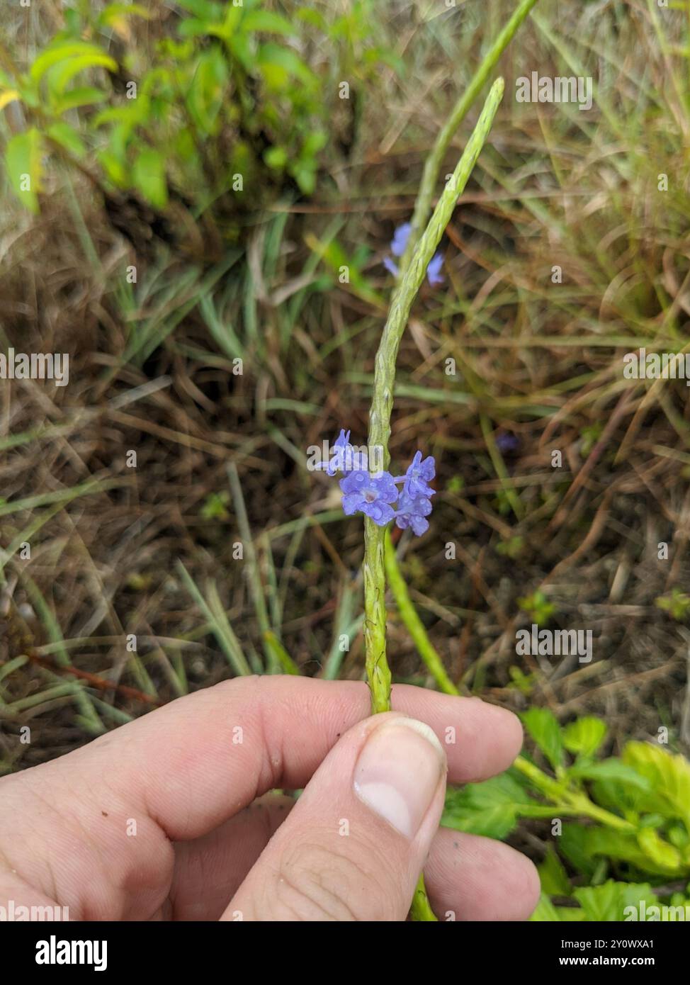 Blue Porterweed (Stachytarpheta jamaicensis) Plantae Stock Photo - Alamy