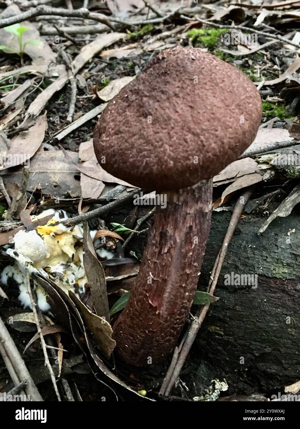 boletes (Boletaceae) Fungi Stock Photo - Alamy