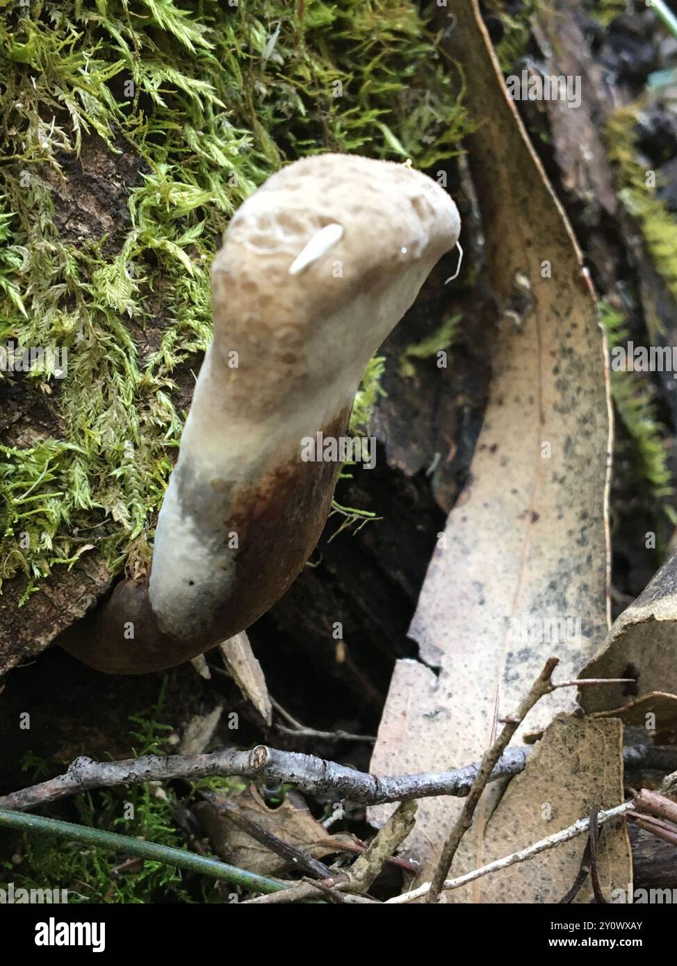 red-staining stalked polypore (Sanguinoderma rude) Fungi Stock Photo ...