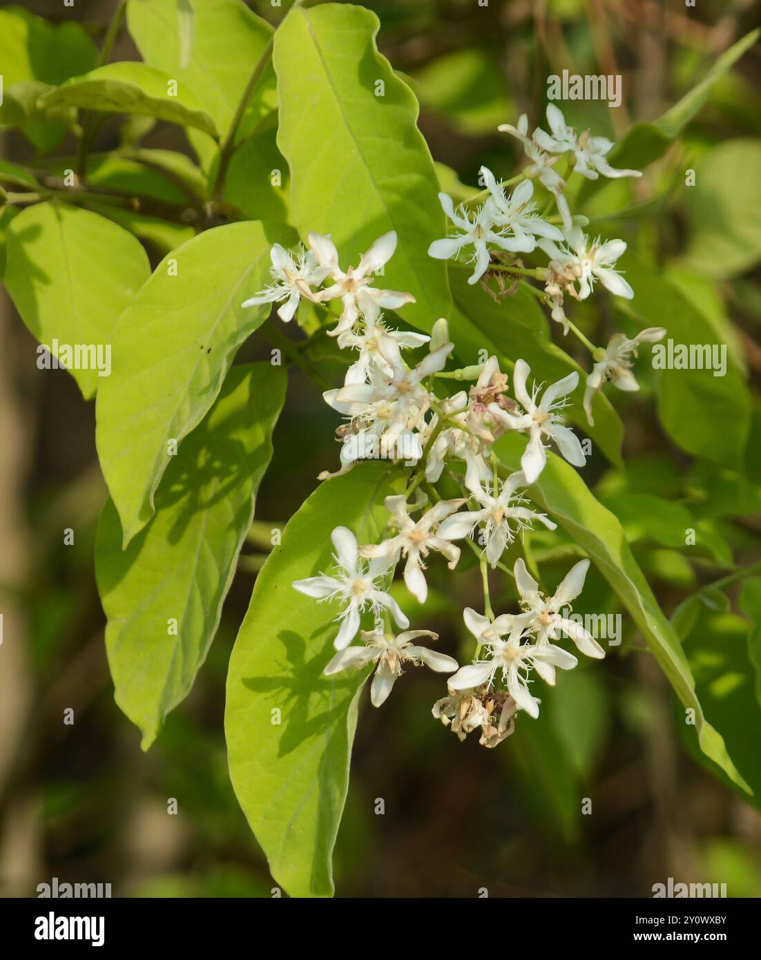 Jaundice curative tree (Wrightia tinctoria) Plantae Stock Photo - Alamy