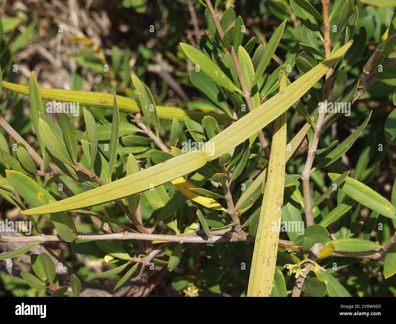 Hallab (Periploca laevigata) Plantae Stock Photo - Alamy