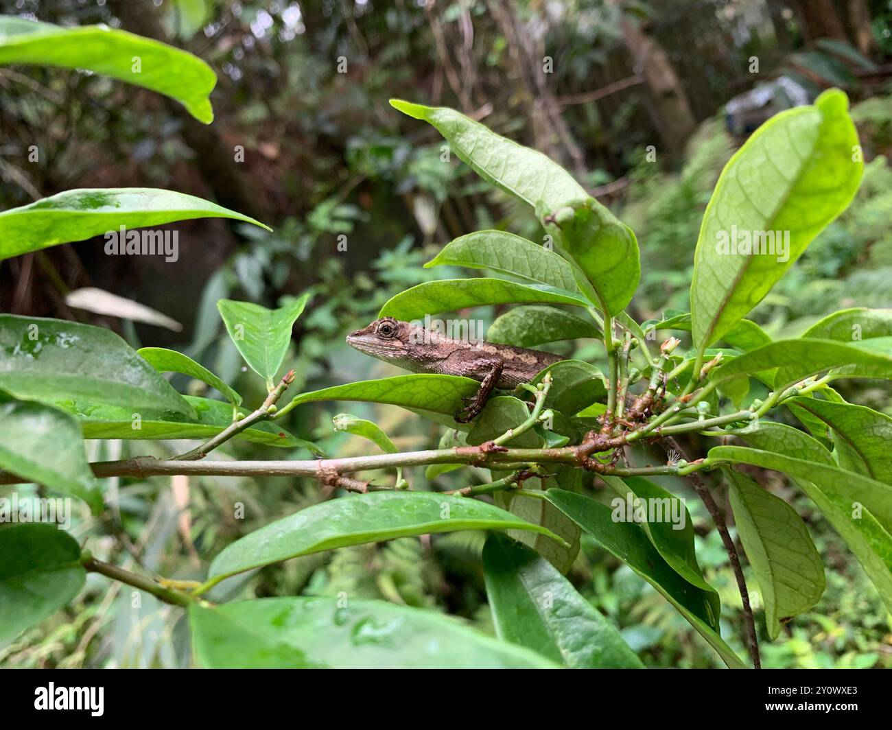 Taiwan Japalure (Diploderma swinhonis) Reptilia Stock Photo - Alamy