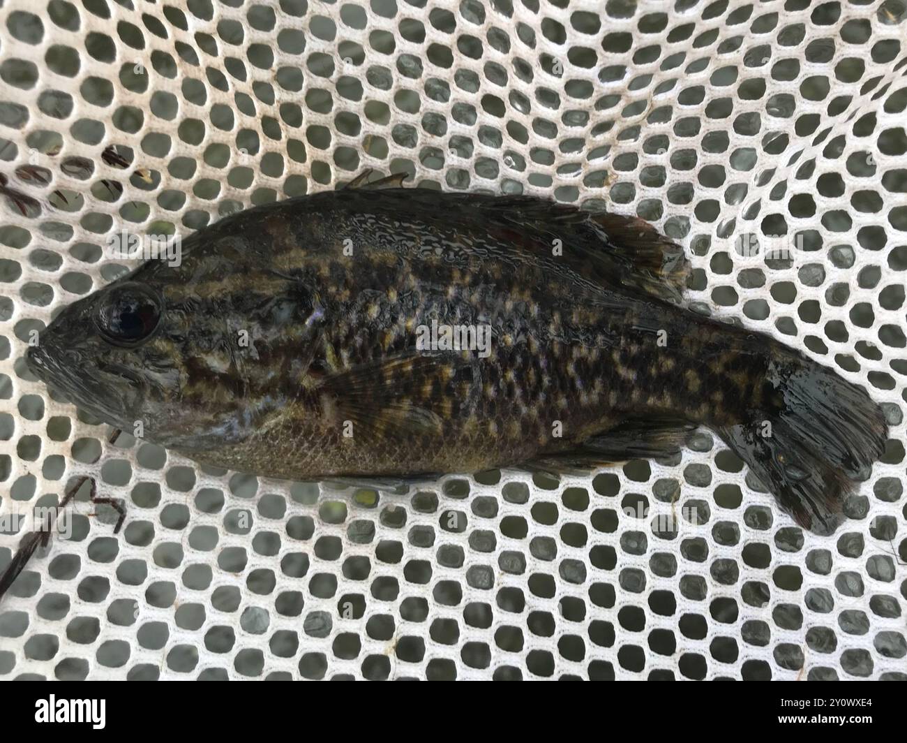 Warmouth (Lepomis gulosus) Actinopterygii Stock Photo - Alamy