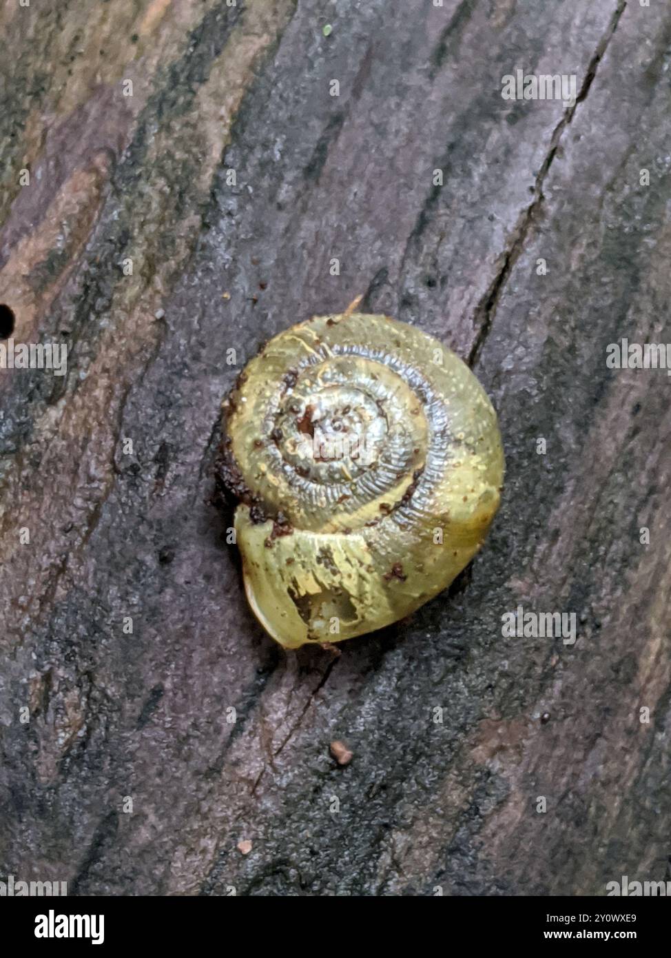 Beaded Lancetooth Snail (Ancotrema sportella) Mollusca Stock Photo - Alamy