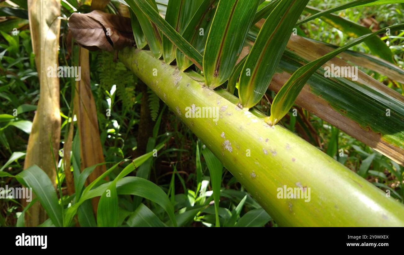 Ivory nut palm hi-res stock photography and images - Alamy