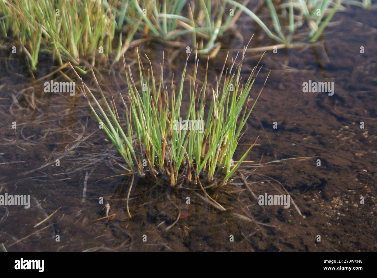 grasses (Poaceae) Plantae Stock Photo - Alamy