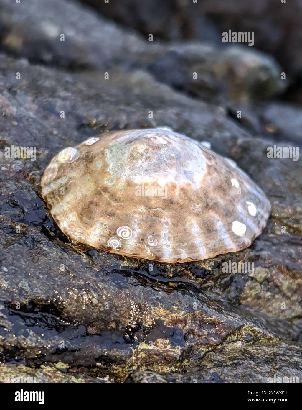 Plate Limpet (Lottia scutum) Mollusca Stock Photo - Alamy