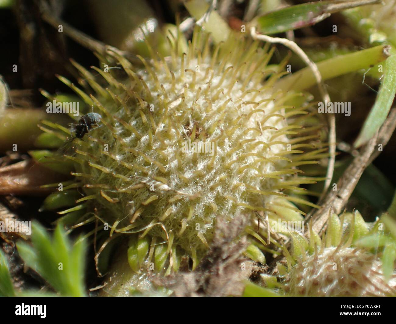 Button Burweed (Soliva anthemifolia) Plantae Stock Photo - Alamy
