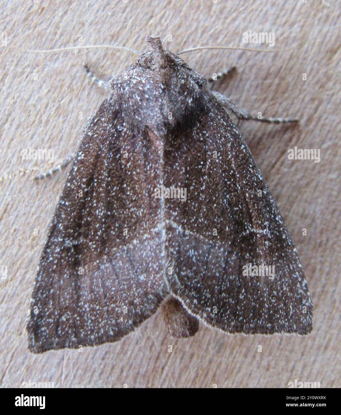 Silphium Borer Moth (Papaipema silphii) Insecta Stock Photo - Alamy