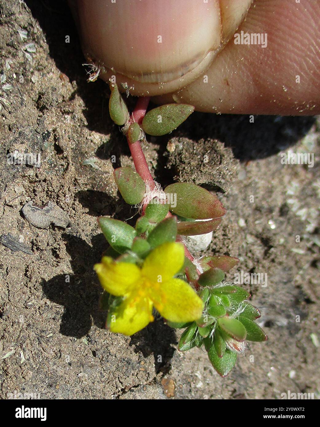 Chickenweed Purslane (Portulaca quadrifida) Plantae Stock Photo - Alamy