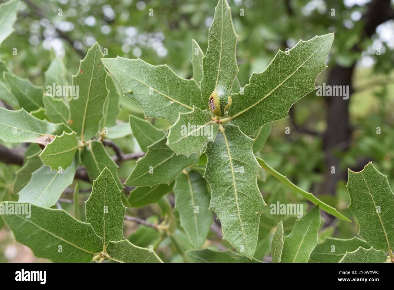 Emory oak (Quercus emoryi) Plantae Stock Photo - Alamy