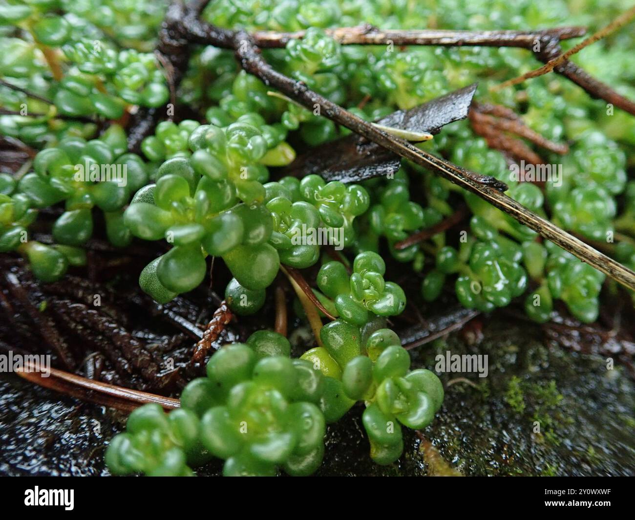 Oregon Stonecrop (Sedum oreganum) Plantae Stock Photo - Alamy