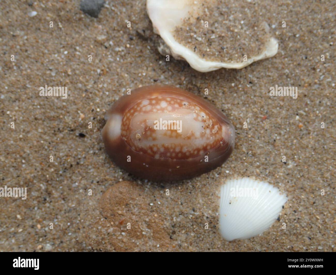 Snakehead Cowrie (Monetaria caputserpentis) Mollusca Stock Photo - Alamy