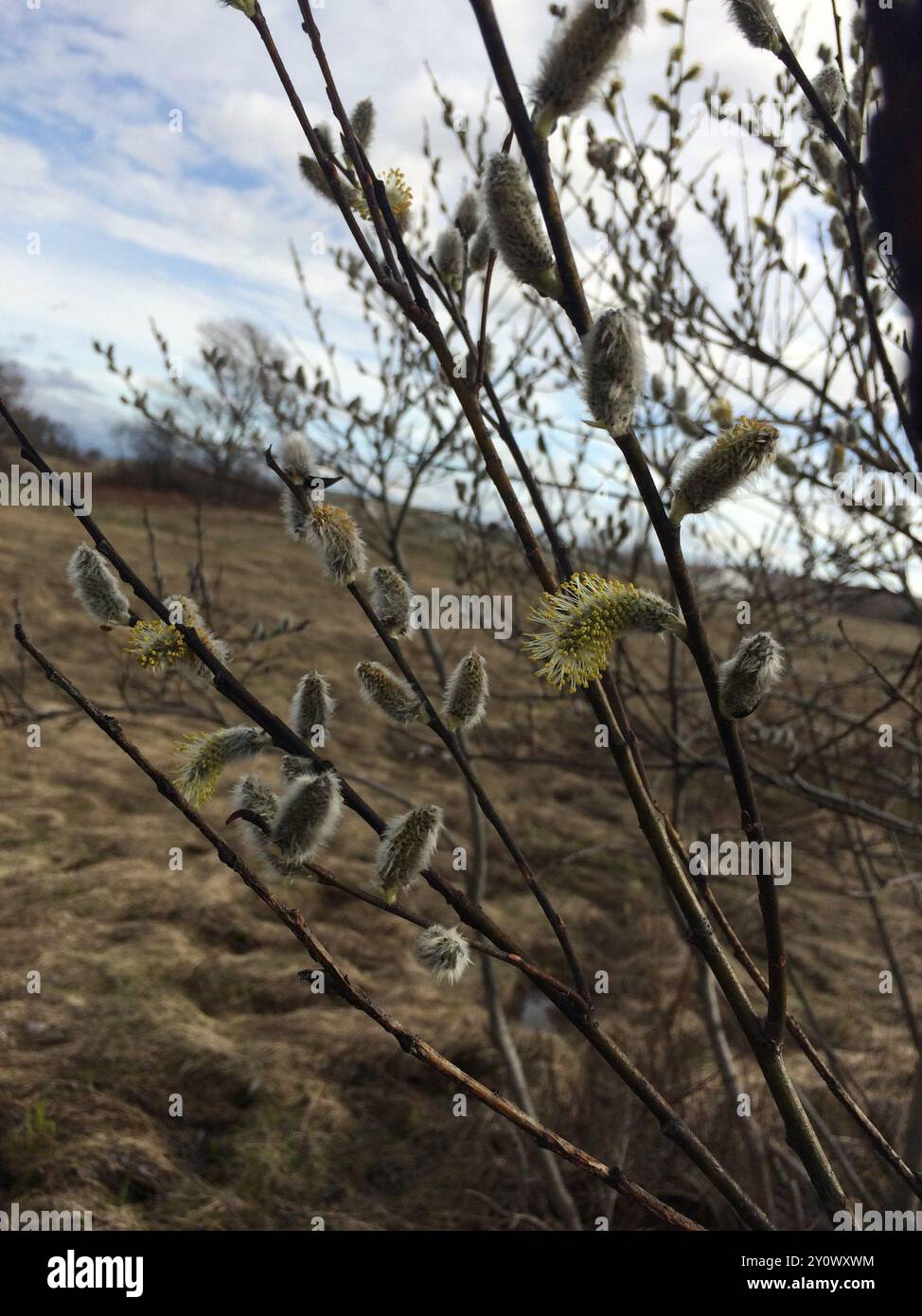 pussy willow (Salix discolor) Plantae Stock Photo - Alamy