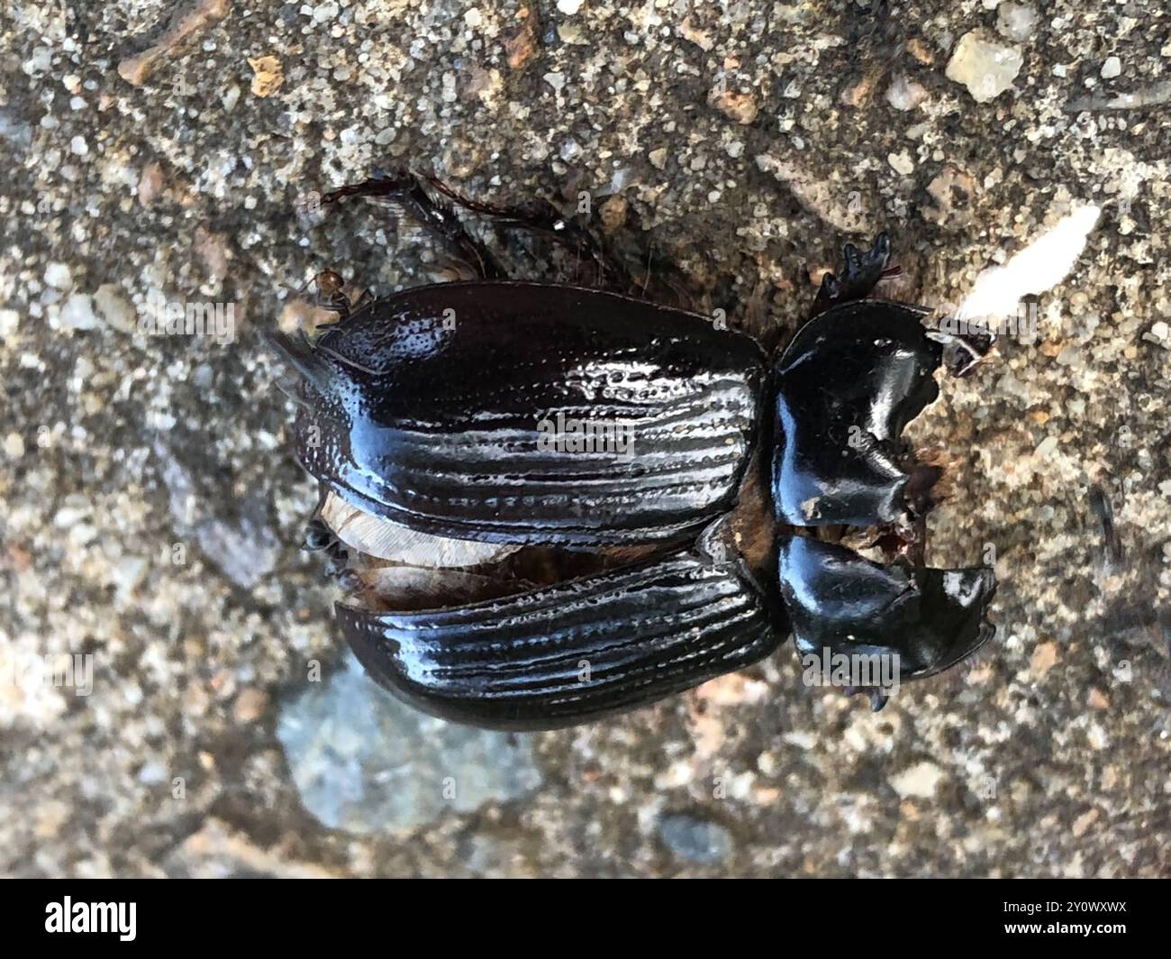 African Black Beetle (Heteronychus arator) Insecta Stock Photo - Alamy