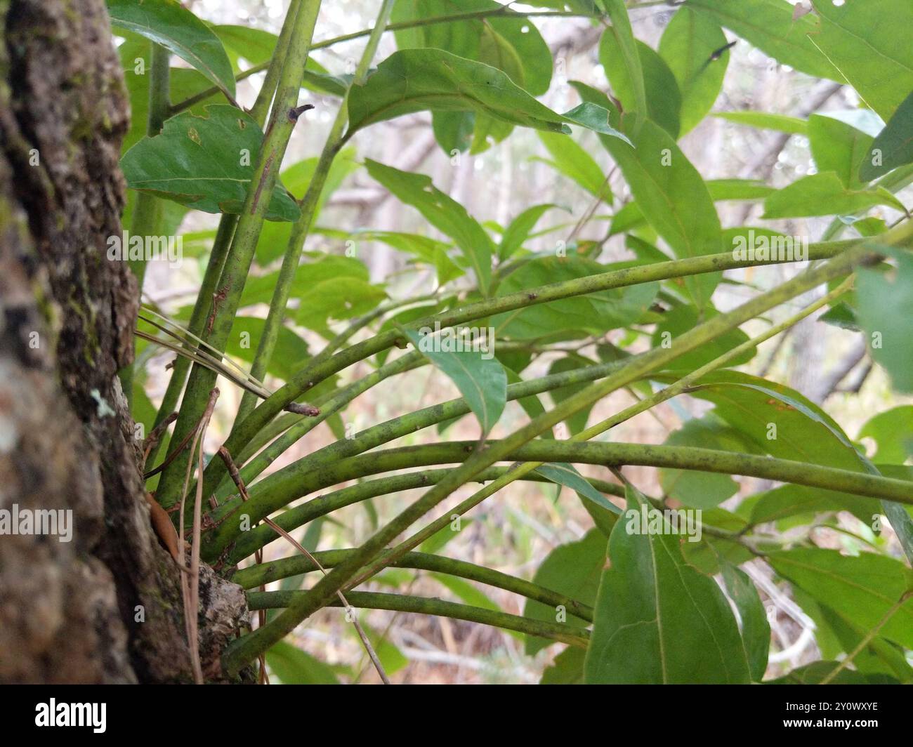 Swamp Bay (Persea palustris) Plantae Stock Photo - Alamy