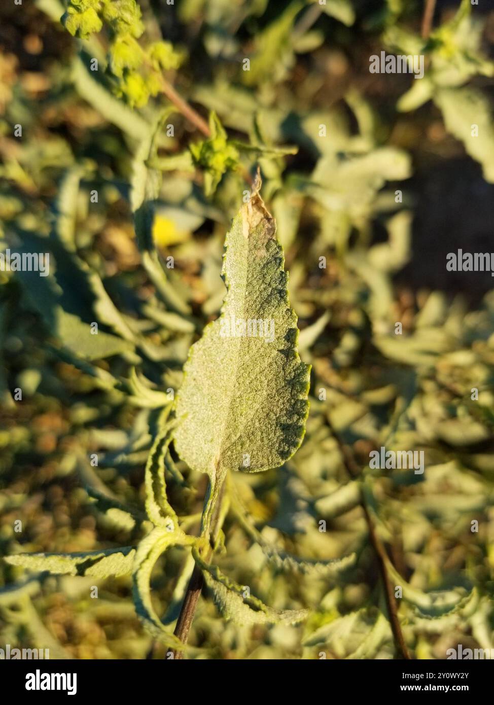 triangle-leaf bursage (Ambrosia deltoidea) Plantae Stock Photo - Alamy