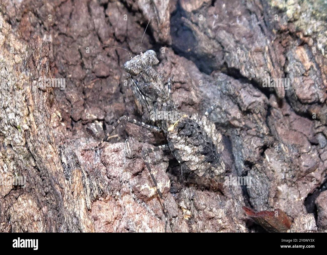 Boxer Bark Mantises (Paraoxypilus) Insecta Stock Photo - Alamy