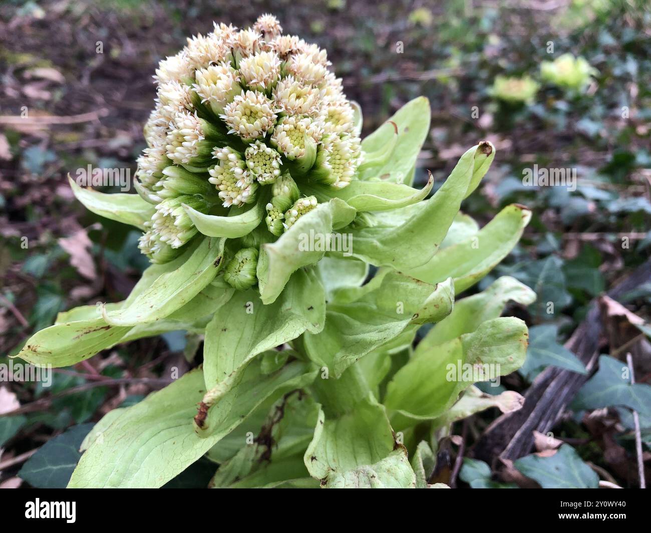 Giant Butterbur (Petasites japonicus) Plantae Stock Photo - Alamy