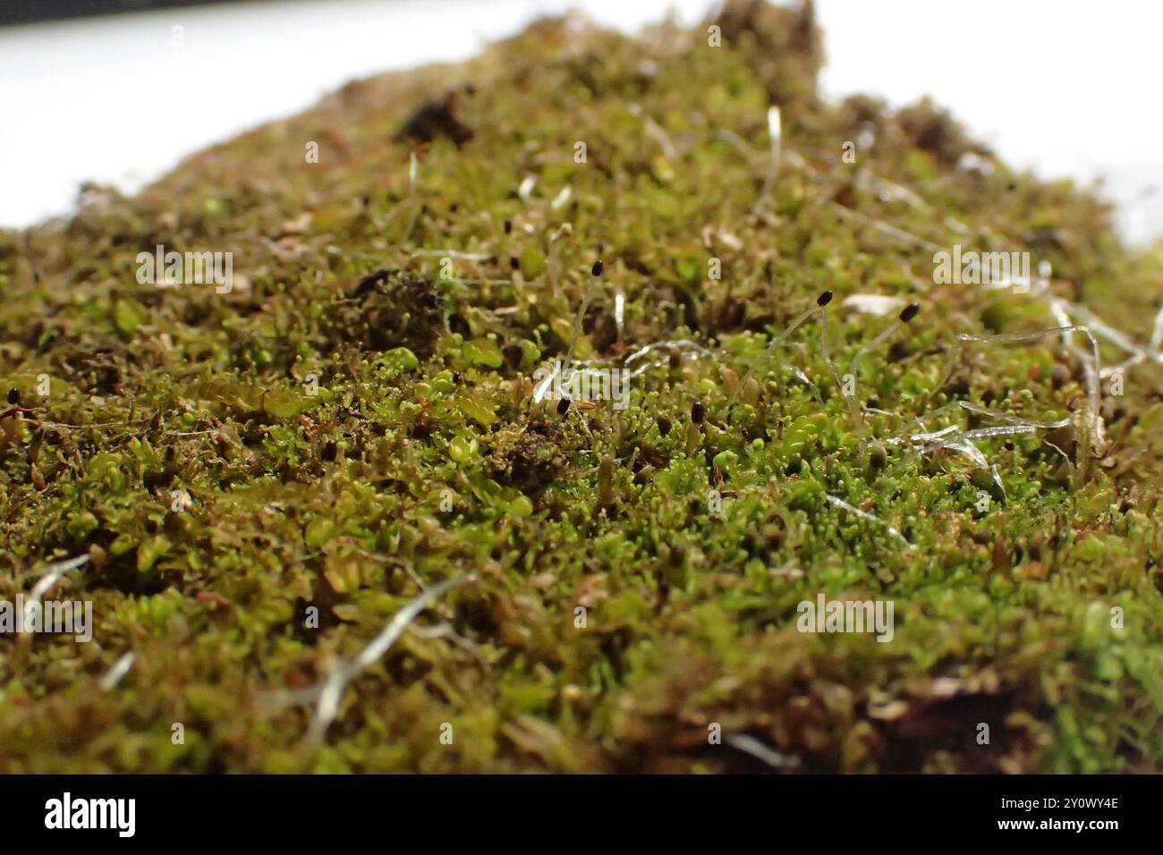 leafy and simple thalloid liverworts (Jungermanniopsida) Plantae Stock ...