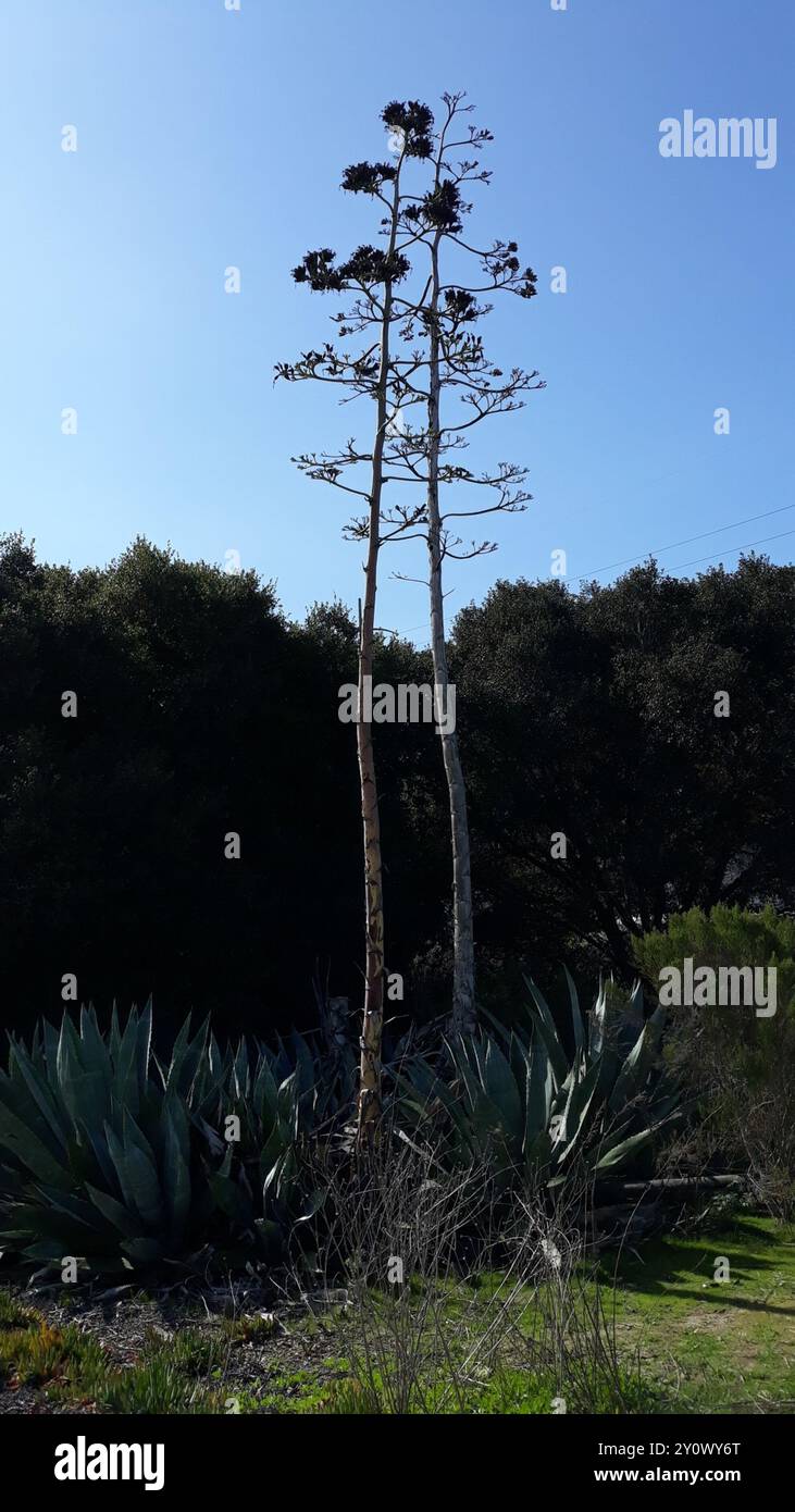 century plants (Agave) Plantae Stock Photo - Alamy