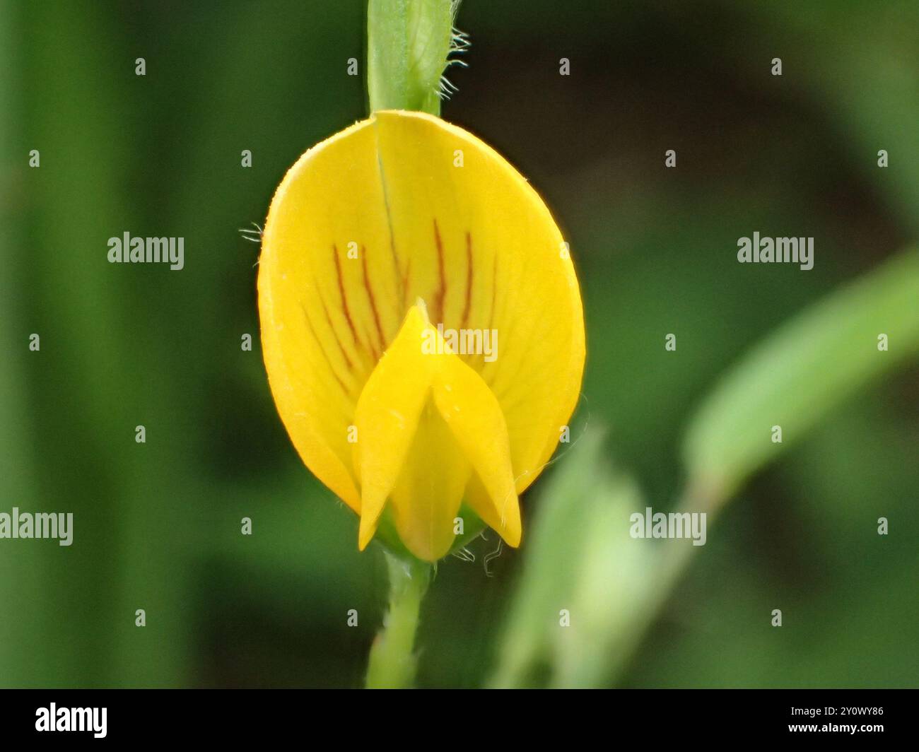 (Zornia gibbosa) Plantae Stock Photo - Alamy