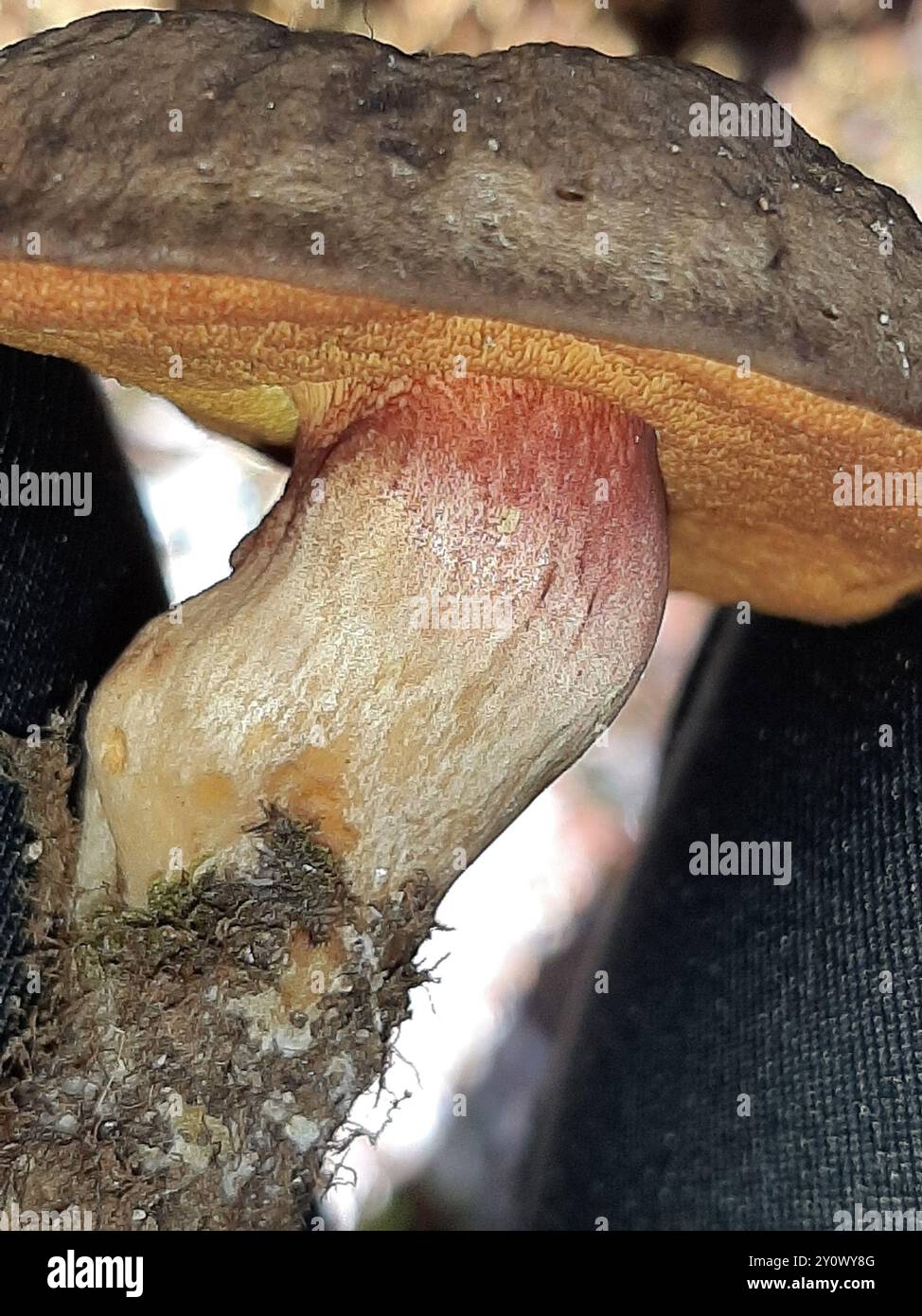 boletes (Boletaceae) Fungi Stock Photo - Alamy