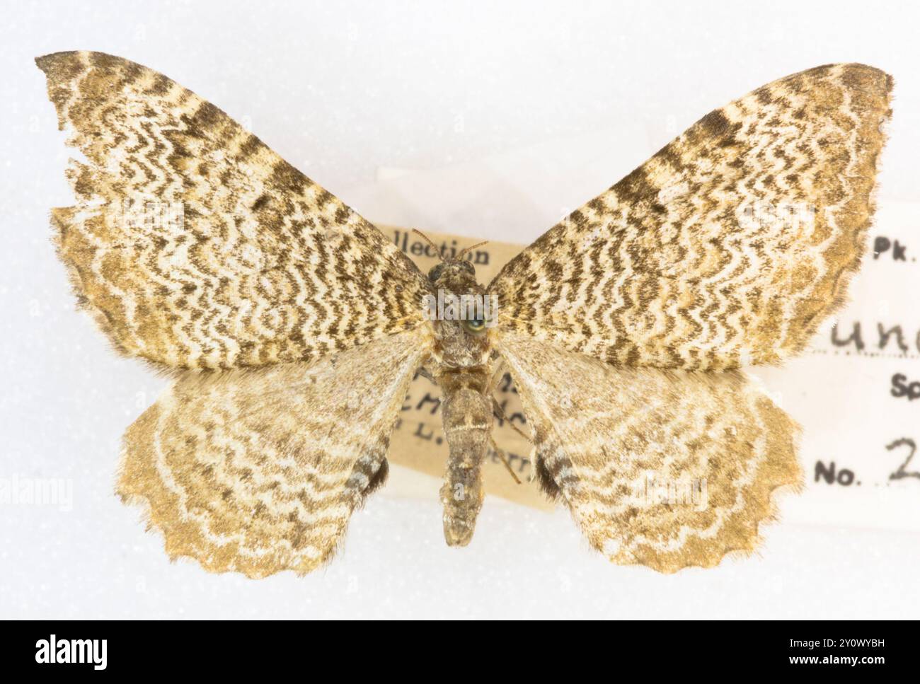 scallop shell moth (Hydria undulata) Insecta Stock Photo - Alamy