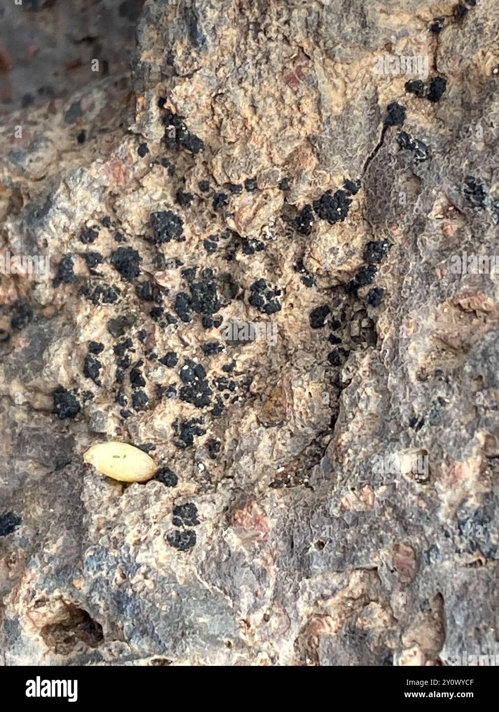 Tile Lichens (Lecidea) Fungi Stock Photo - Alamy