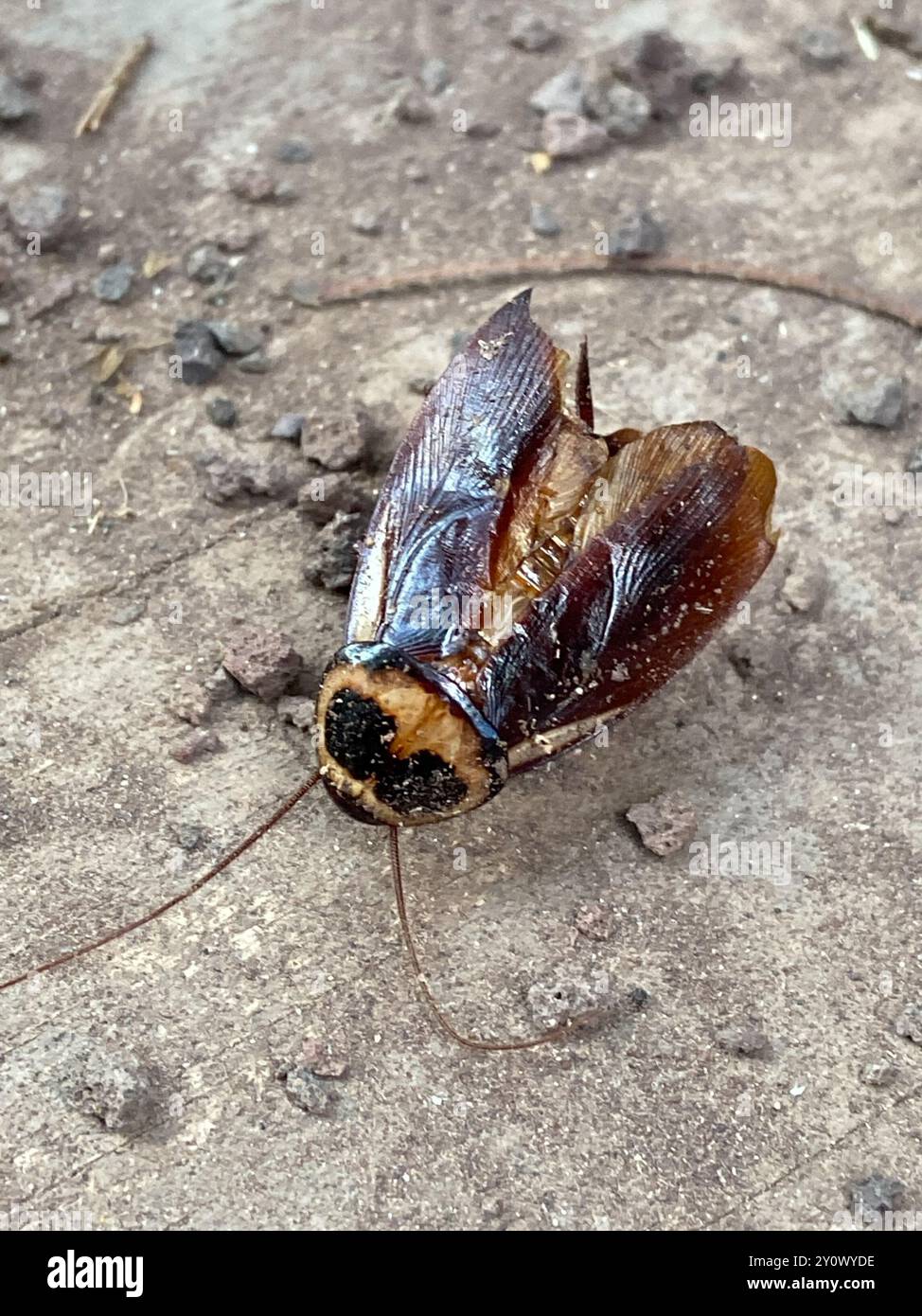 Australian Cockroach (Periplaneta australasiae) Insecta Stock Photo - Alamy