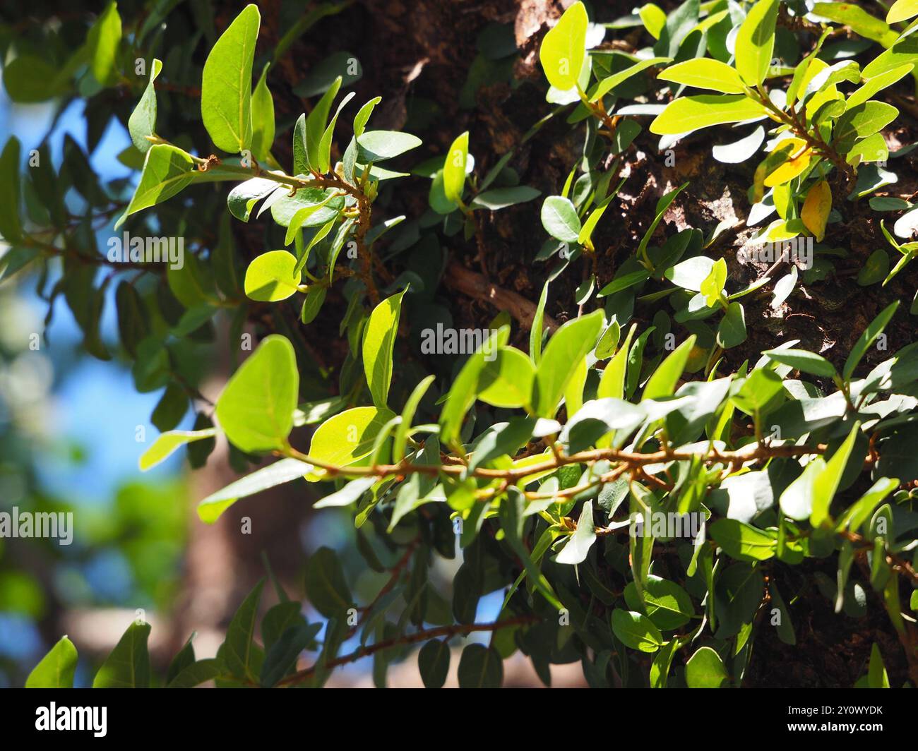 Climbing fig (Ficus pumila) Plantae Stock Photo - Alamy