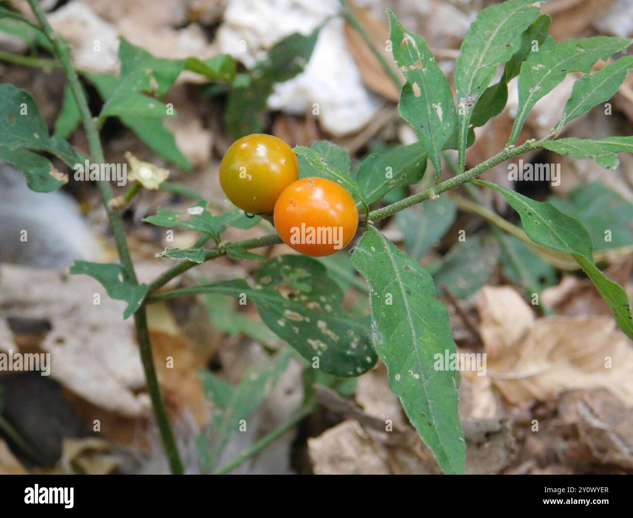 Jerusalem cherry (Solanum pseudocapsicum) Plantae Stock Photo - Alamy