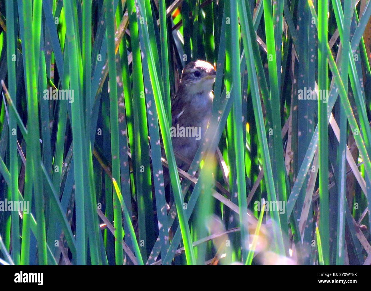 Bay-capped Wren-Spinetail (Spartonoica maluroides) Aves Stock Photo - Alamy