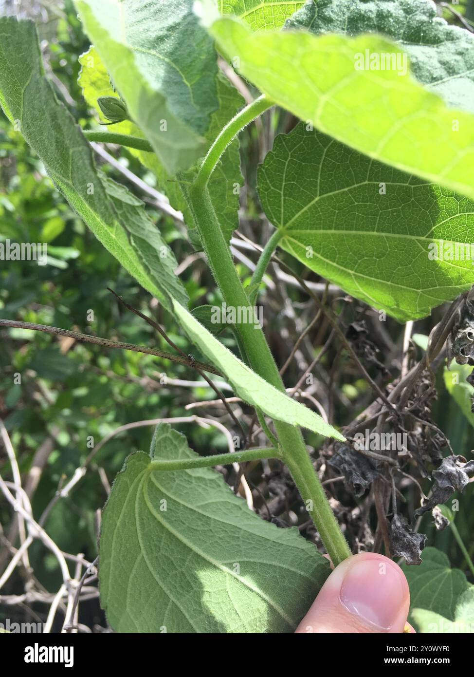 Saltmarsh mallow (Kosteletzkya pentacarpos) Plantae Stock Photo - Alamy