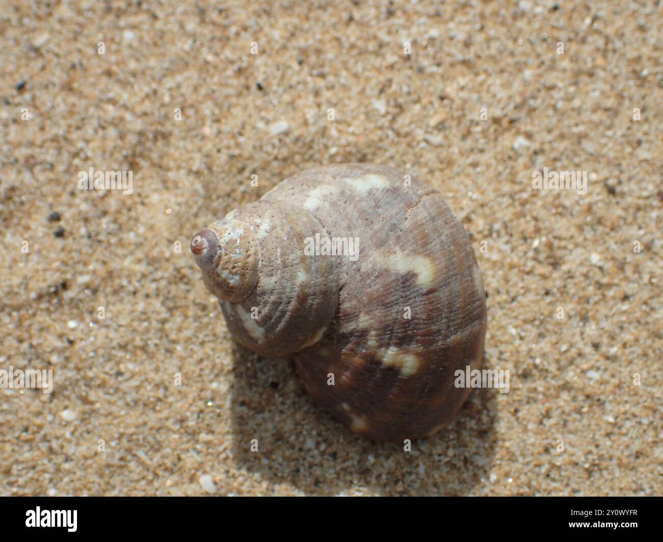 Turbo Snails (Turbo) Mollusca Stock Photo - Alamy