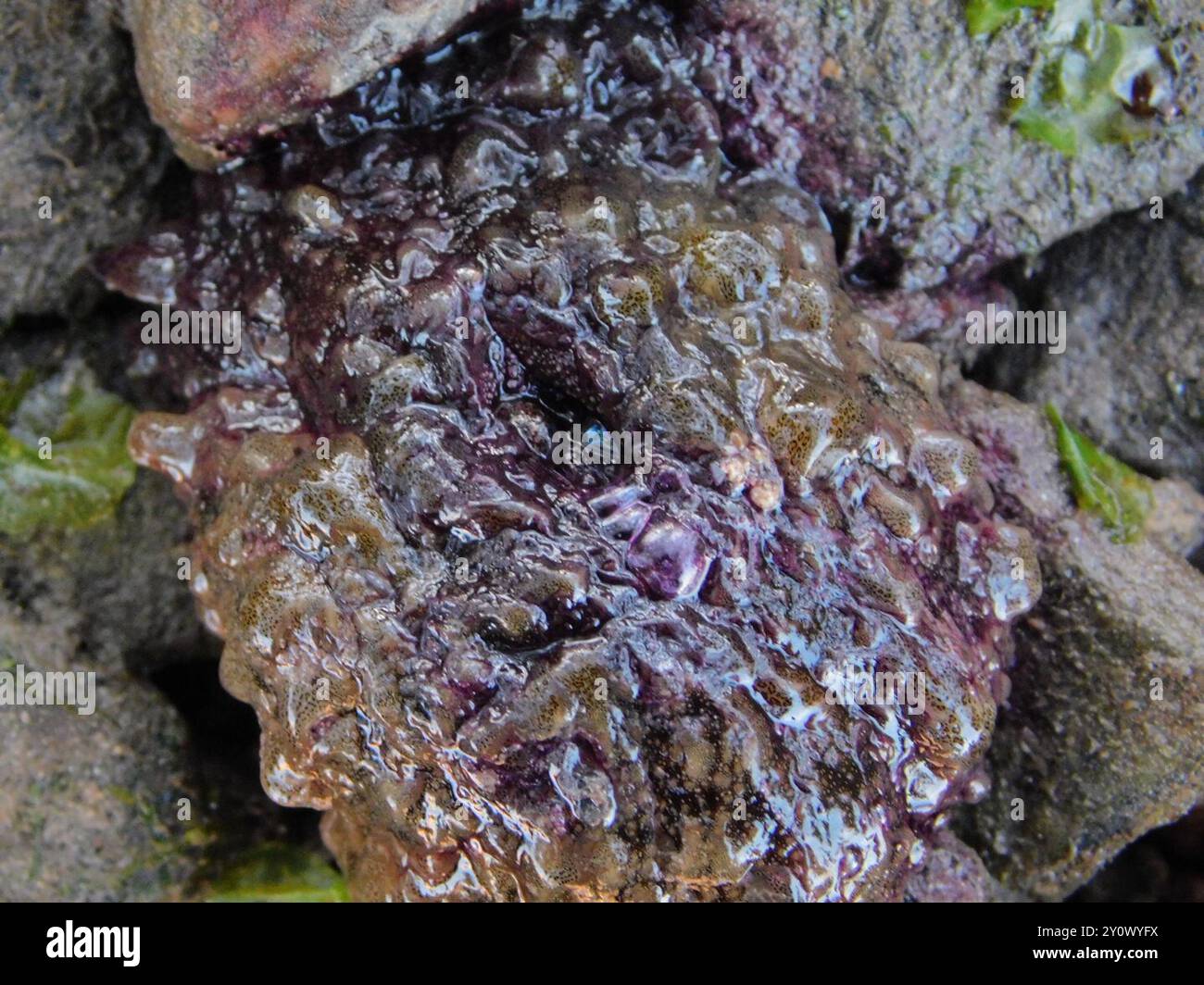 Sea Hares and Akera Snails (Aplysiida) Mollusca Stock Photo - Alamy