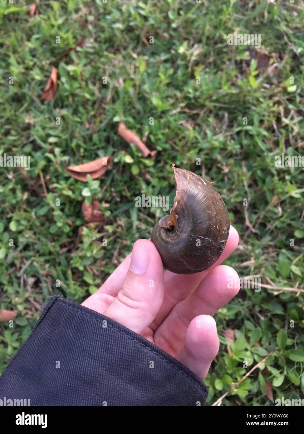 Island Apple Snail (Pomacea maculata) Mollusca Stock Photo - Alamy