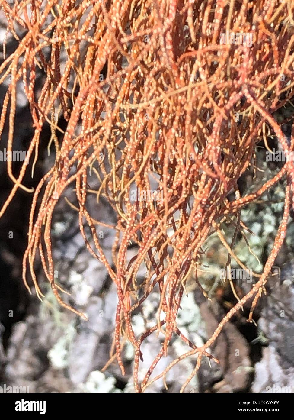 Red Beard Lichen (Usnea rubicunda) Fungi Stock Photo - Alamy