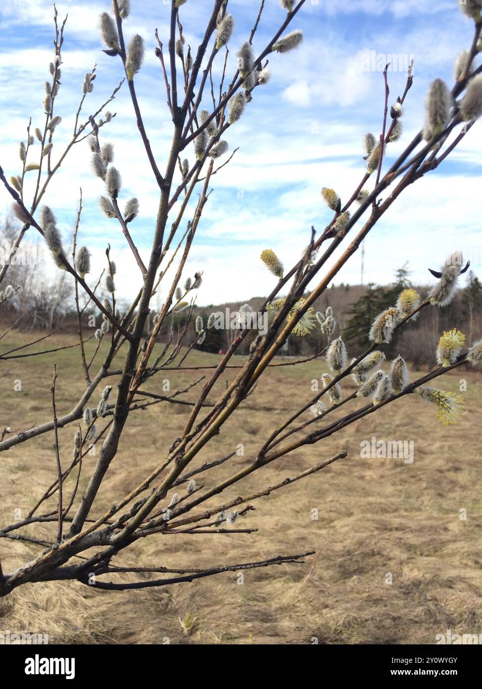 pussy willow (Salix discolor) Plantae Stock Photo - Alamy
