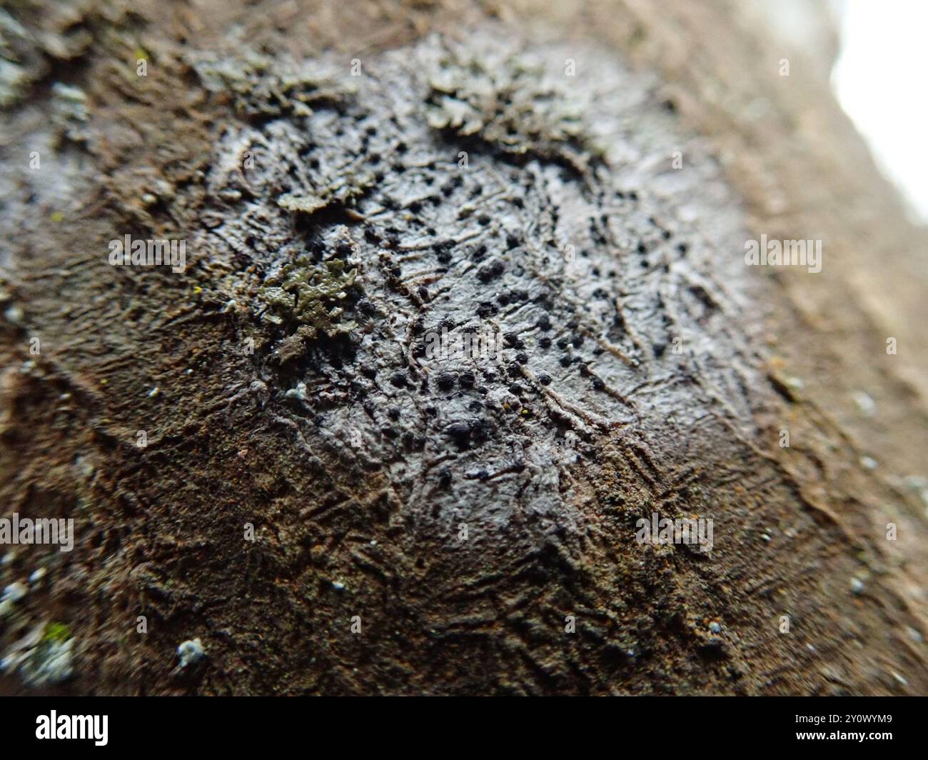 Rash Lichens (Pyrenula) Fungi Stock Photo - Alamy