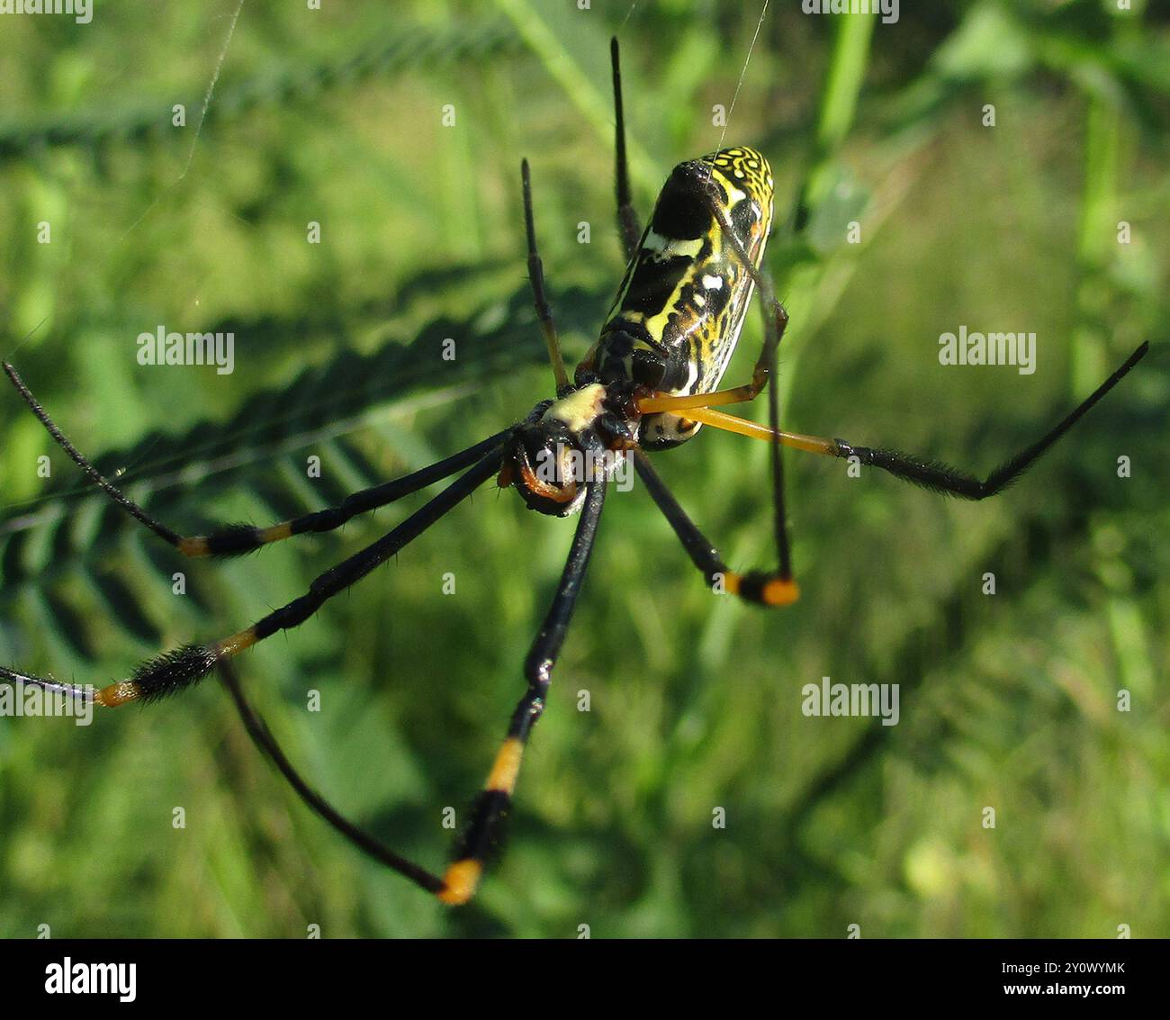 banded-legged golden orb-web spider (Trichonephila senegalensis ...