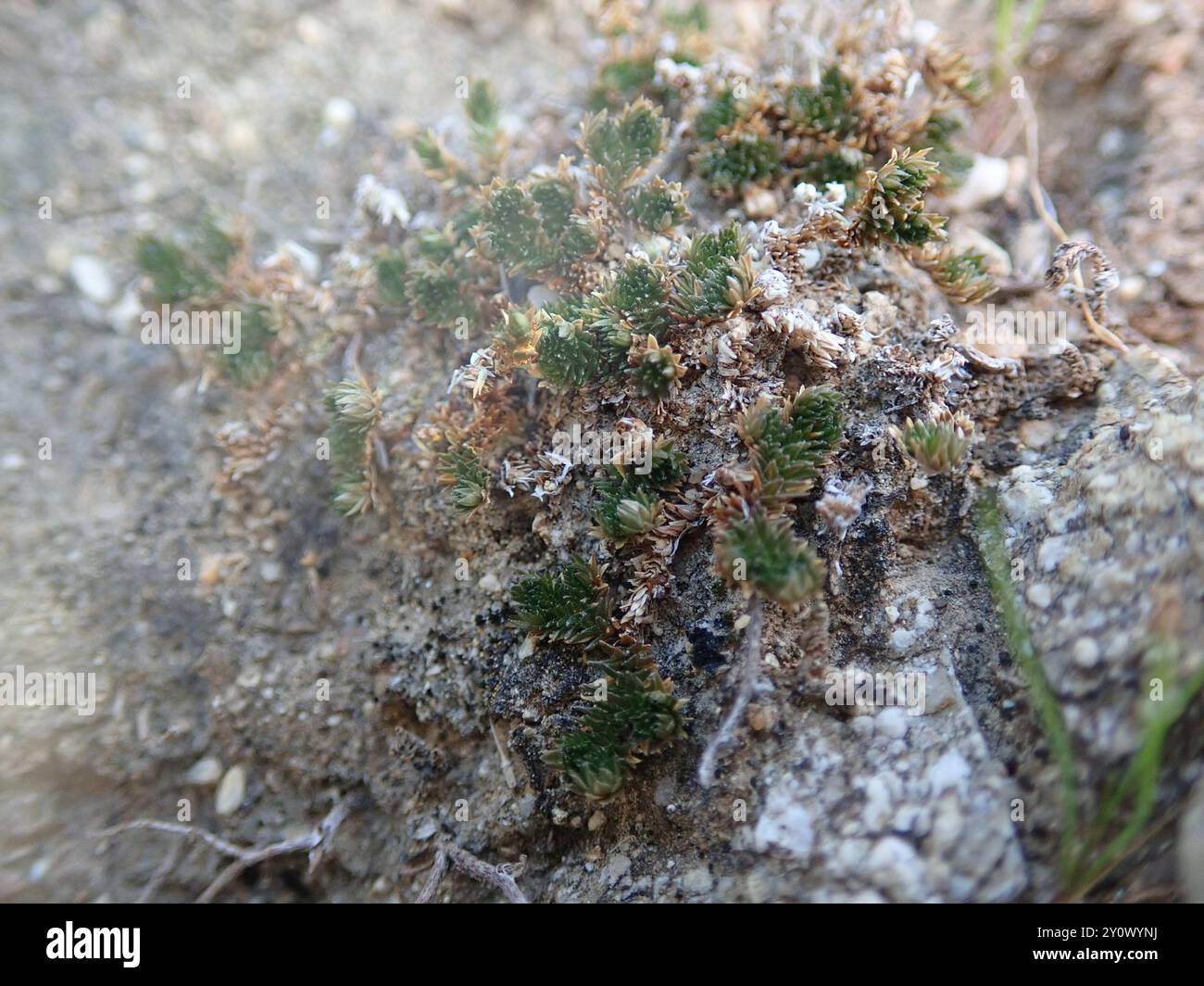 Desert Spikemoss (Selaginella eremophila) Plantae Stock Photo - Alamy
